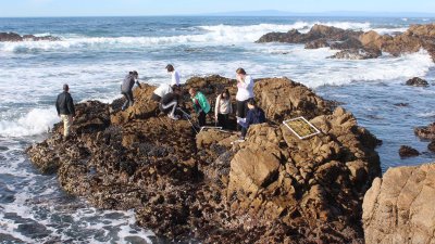 Marine Ecology Research Program | Santa Catalina School